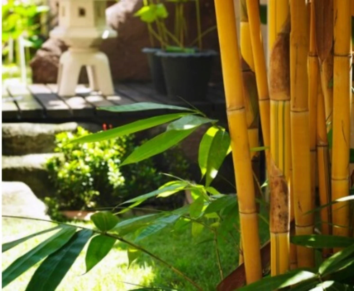 4 Khasiat Daun Bambu Kuning Selain Untuk Mengusir Mahluk Halus ...