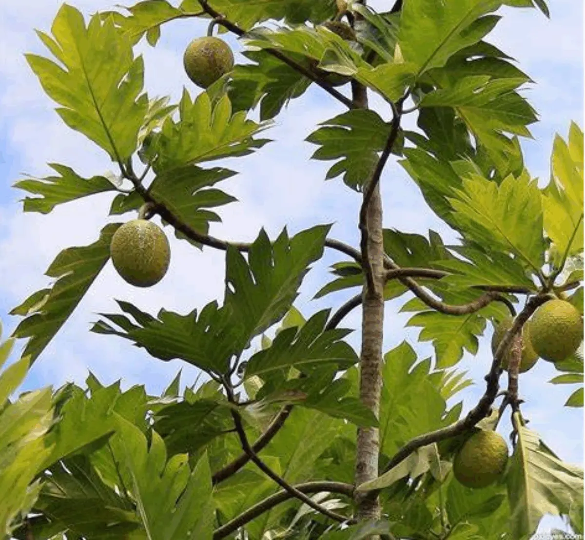 Sukun Buah Tropis yang Kaya Nutrisi dan Manfaat – Kurasimedia.com