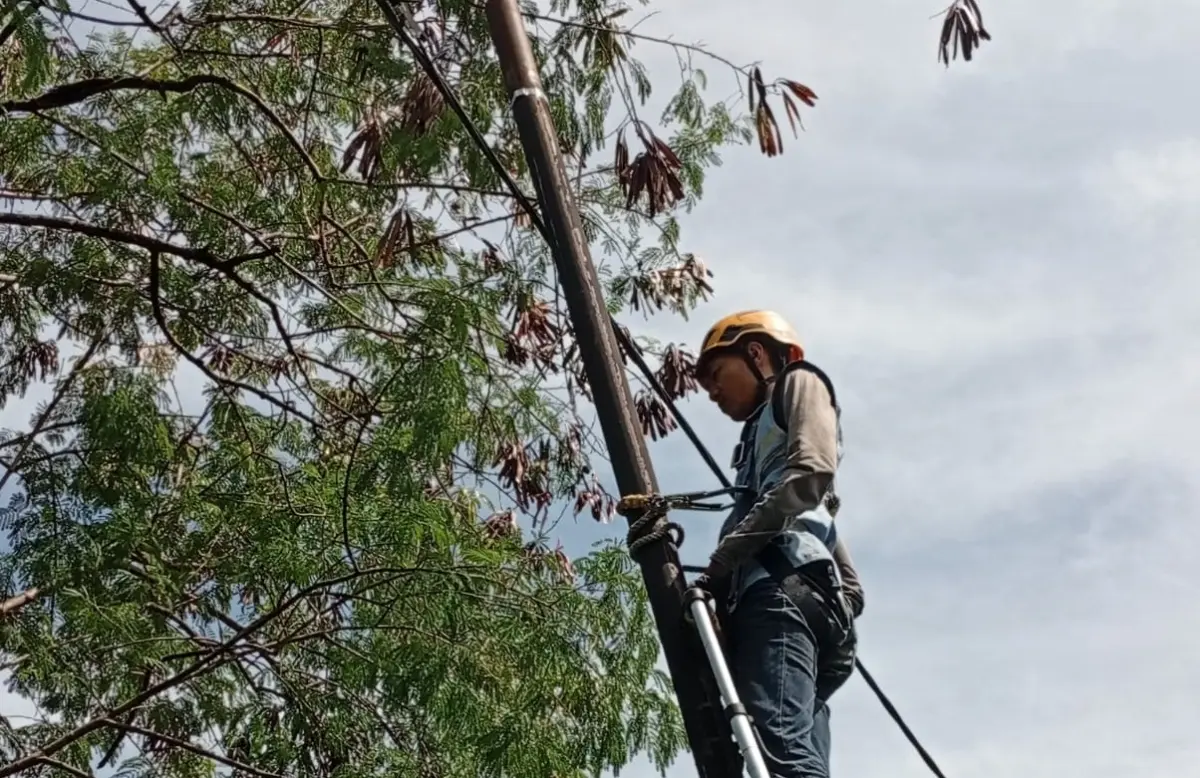 PLN Icon Plus Tingkatkan Keandalan Jaringan Lewat Penataan dan ...