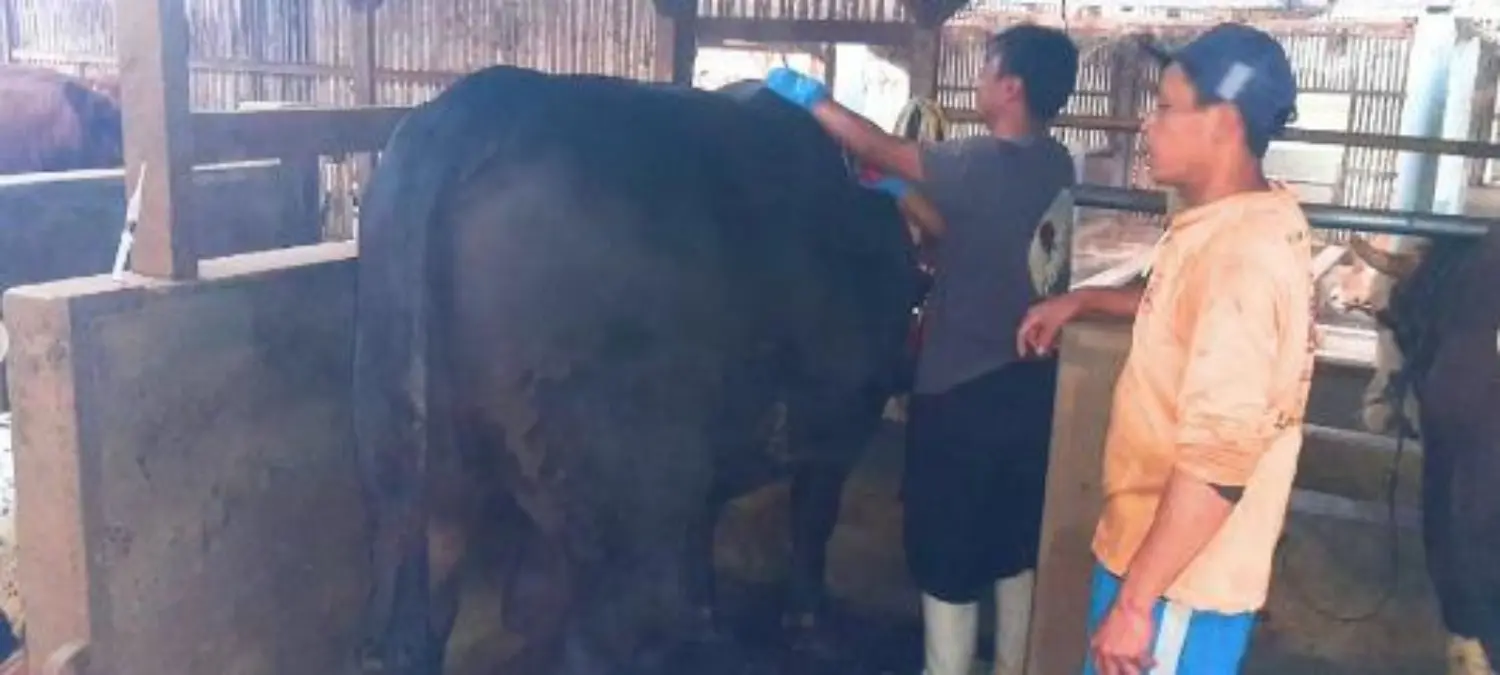Geliat Ekonomi Selatan KBB: Gununghalu Masuk Peta Pengembangan Sapi ...